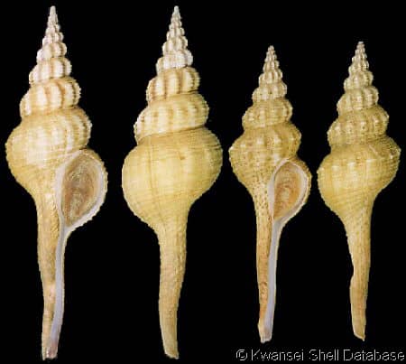 Fusinus perplexus - Gastropods by Eddie Hardy