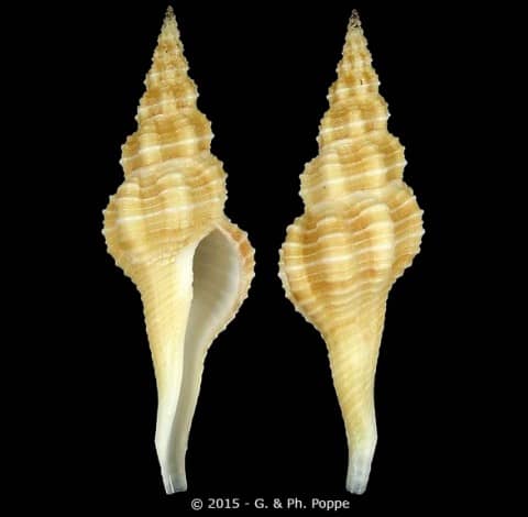 Fusinus perplexus - Gastropods by Eddie Hardy