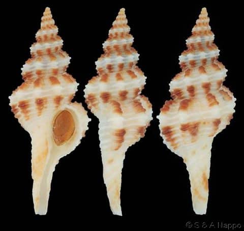 FASCIOLARIIDAE FUSININAE - Gastropods by Eddie Hardy