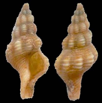 FASCIOLARIIDAE FUSININAE - Gastropods by Eddie Hardy