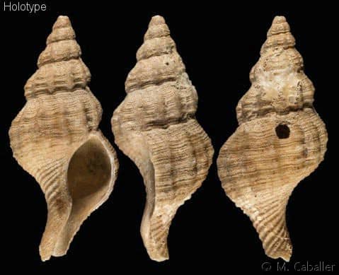 FASCIOLARIIDAE FUSININAE - Gastropods by Eddie Hardy