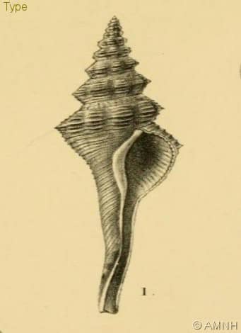 FASCIOLARIIDAE FUSININAE - Gastropods by Eddie Hardy