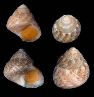 TROCHIDAE CANTHARIDINAE - Gastropods by Eddie Hardy