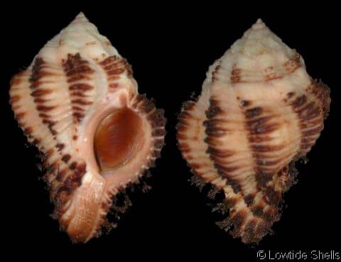 Hexaplex (Hexaplex) stainforthi - Gastropods by Eddie Hardy