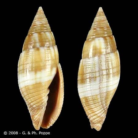 MITRIDAE MITRINAE - Gastropods by Eddie Hardy