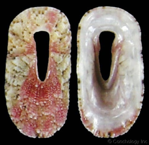 FISSURELLIDAE FISSURELLINAE - Gastropods by Eddie Hardy