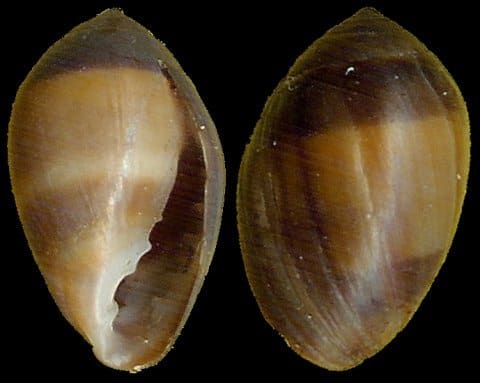 Melampus (Detracia) caffer - Gastropods by Eddie Hardy