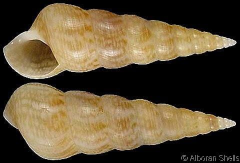 Mesalia opalina - Gastropods by Eddie Hardy