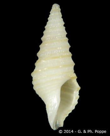 CLATHURELLIDAE - Gastropods by Eddie Hardy