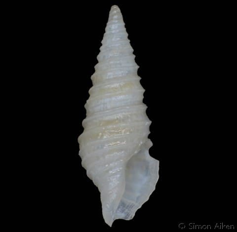 CLATHURELLIDAE - Gastropods by Eddie Hardy