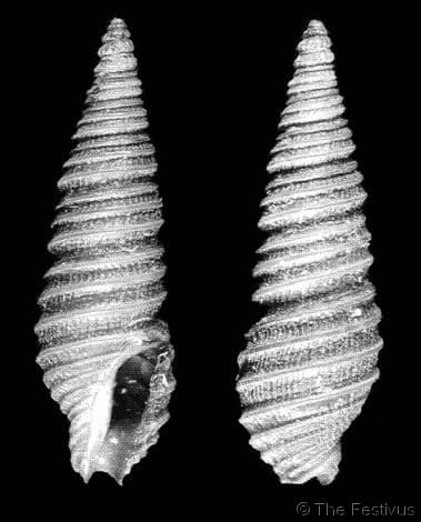 CLATHURELLIDAE - Gastropods by Eddie Hardy