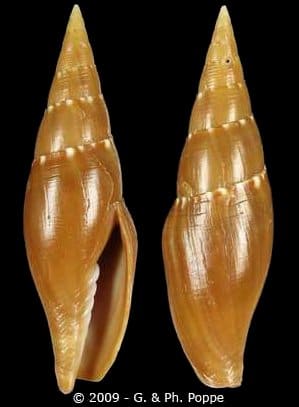 Calcimitra labecula - Gastropods by Eddie Hardy