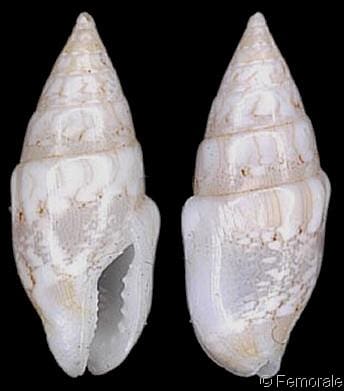 COLUMBELLIDAE - Gastropods by Eddie Hardy