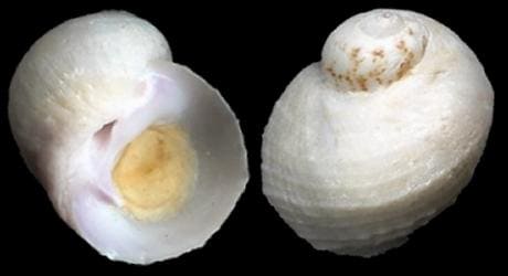 MODULIDAE - Gastropods by Eddie Hardy