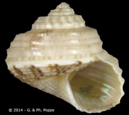 Monilea variabilis - Gastropods by Eddie Hardy