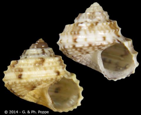 Monilea variabilis - Gastropods by Eddie Hardy