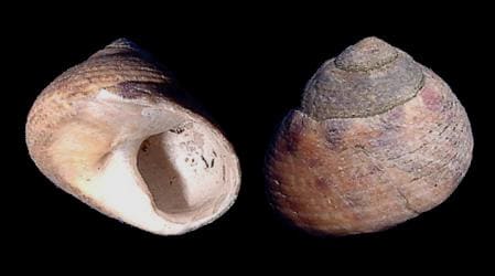 TROCHIDAE - Gastropods by Eddie Hardy