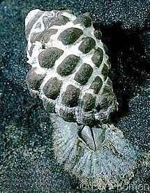 Tenguella marginalba - Gastropods by Eddie Hardy