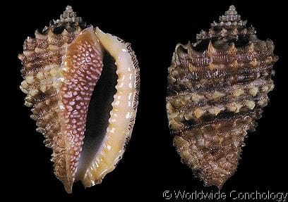 Morum (Oniscidia) lindae - Gastropods by Eddie Hardy