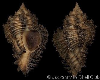 MURICIDAE MURICINAE - Gastropods by Eddie Hardy