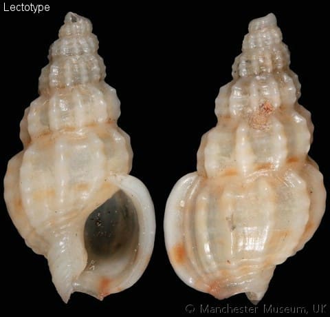 NASSARIIDAE NASSARIINAE - Gastropods by Eddie Hardy