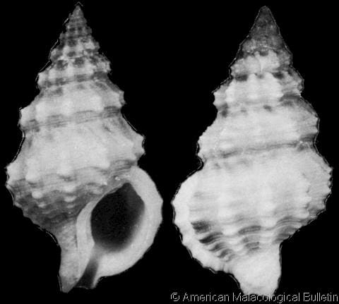 Nassaria problematica - Gastropods by Eddie Hardy