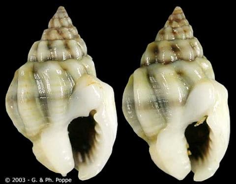 NASSARIIDAE NASSARIINAE - Gastropods by Eddie Hardy