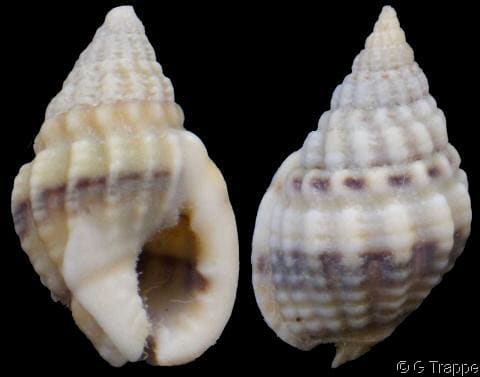 NASSARIIDAE - Gastropods by Eddie Hardy