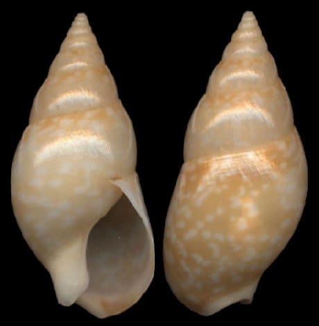 NASSARIIDAE NASSARIINAE - Gastropods by Eddie Hardy
