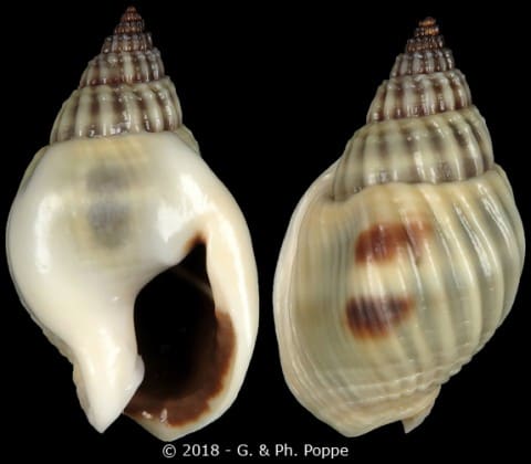 Nassarius (Plicarcularia) pullus - Gastropods by Eddie Hardy