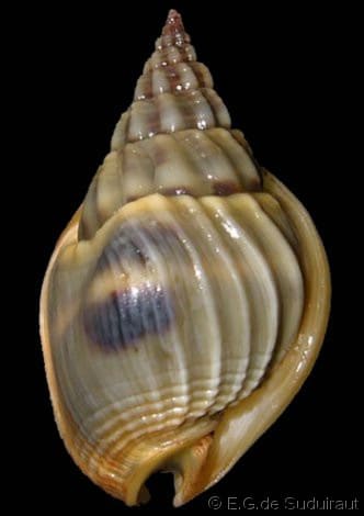 Nassarius (Plicarcularia) pullus - Gastropods by Eddie Hardy