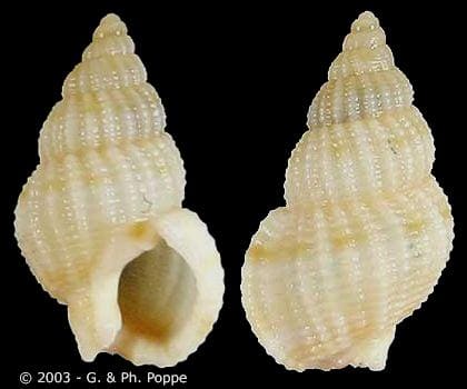 Nassarius (Hinia) quantulus - Gastropods by Eddie Hardy