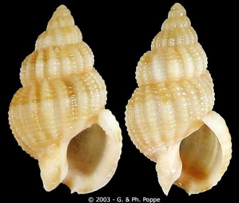 Nassarius (Hinia) quantulus - Gastropods by Eddie Hardy