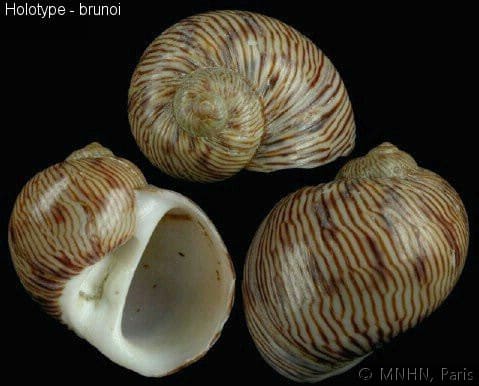 NATICIDAE NATICINAE - Gastropods by Eddie Hardy