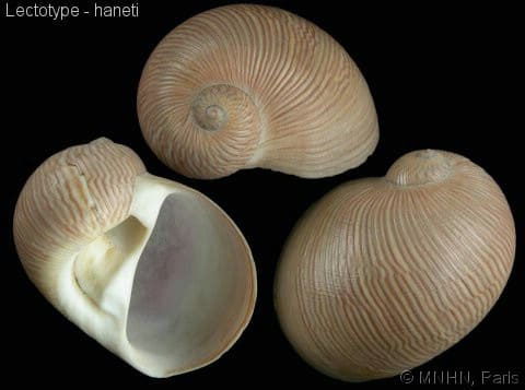 NATICIDAE NATICINAE - Gastropods by Eddie Hardy