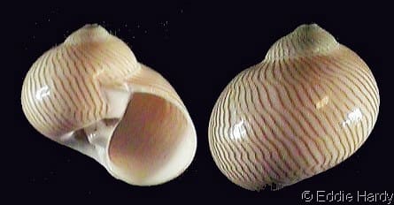 NATICIDAE NATICINAE - Gastropods by Eddie Hardy