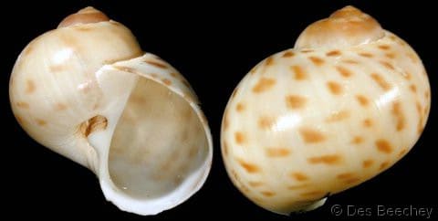 NATICIDAE NATICINAE - Gastropods by Eddie Hardy