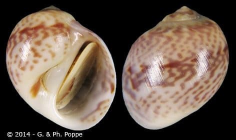 NATICIDAE NATICINAE - Gastropods by Eddie Hardy