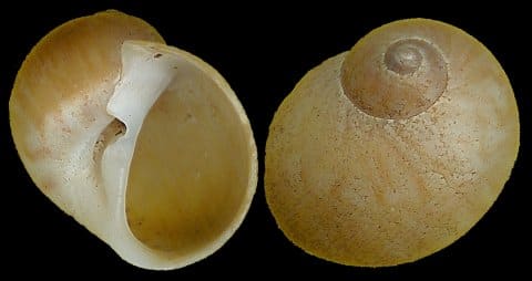 Notocochlis cernica - Gastropods by Eddie Hardy