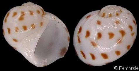 NATICIDAE - Gastropods by Eddie Hardy