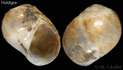 NATICIDAE NATICINAE - Gastropods by Eddie Hardy