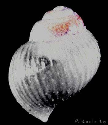 NATICIDAE NATICINAE - Gastropods by Eddie Hardy