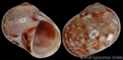 NATICIDAE NATICINAE - Gastropods by Eddie Hardy