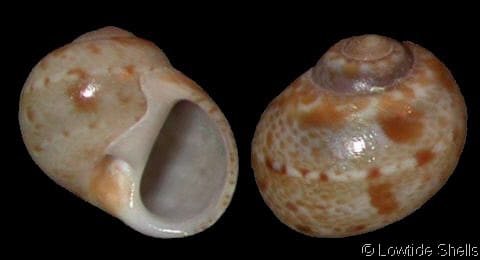 NATICIDAE NATICINAE - Gastropods by Eddie Hardy