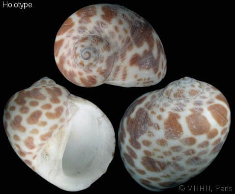 NATICIDAE NATICINAE - Gastropods by Eddie Hardy