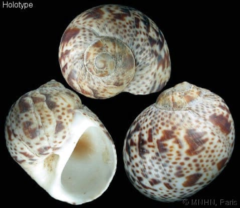 NATICIDAE NATICINAE - Gastropods by Eddie Hardy