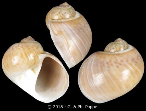 NATICIDAE NATICINAE - Gastropods by Eddie Hardy