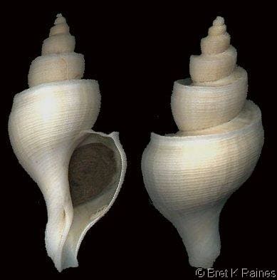 Neptunea (Tabulata-group) tabulata - Gastropods by Eddie Hardy