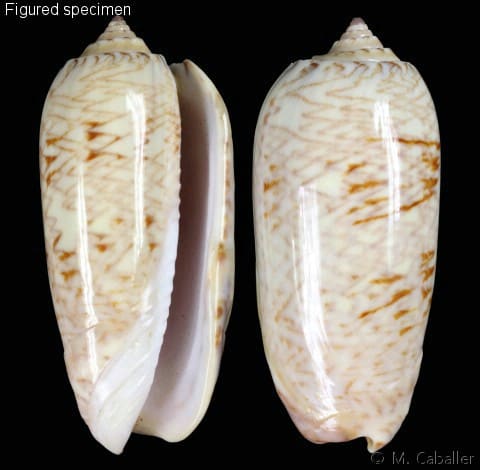 Oliva (Cariboliva) scripta - Gastropods by Eddie Hardy