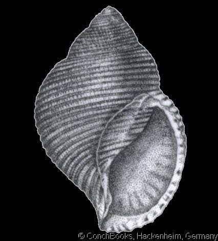 CASSIDAE - Gastropods by Eddie Hardy